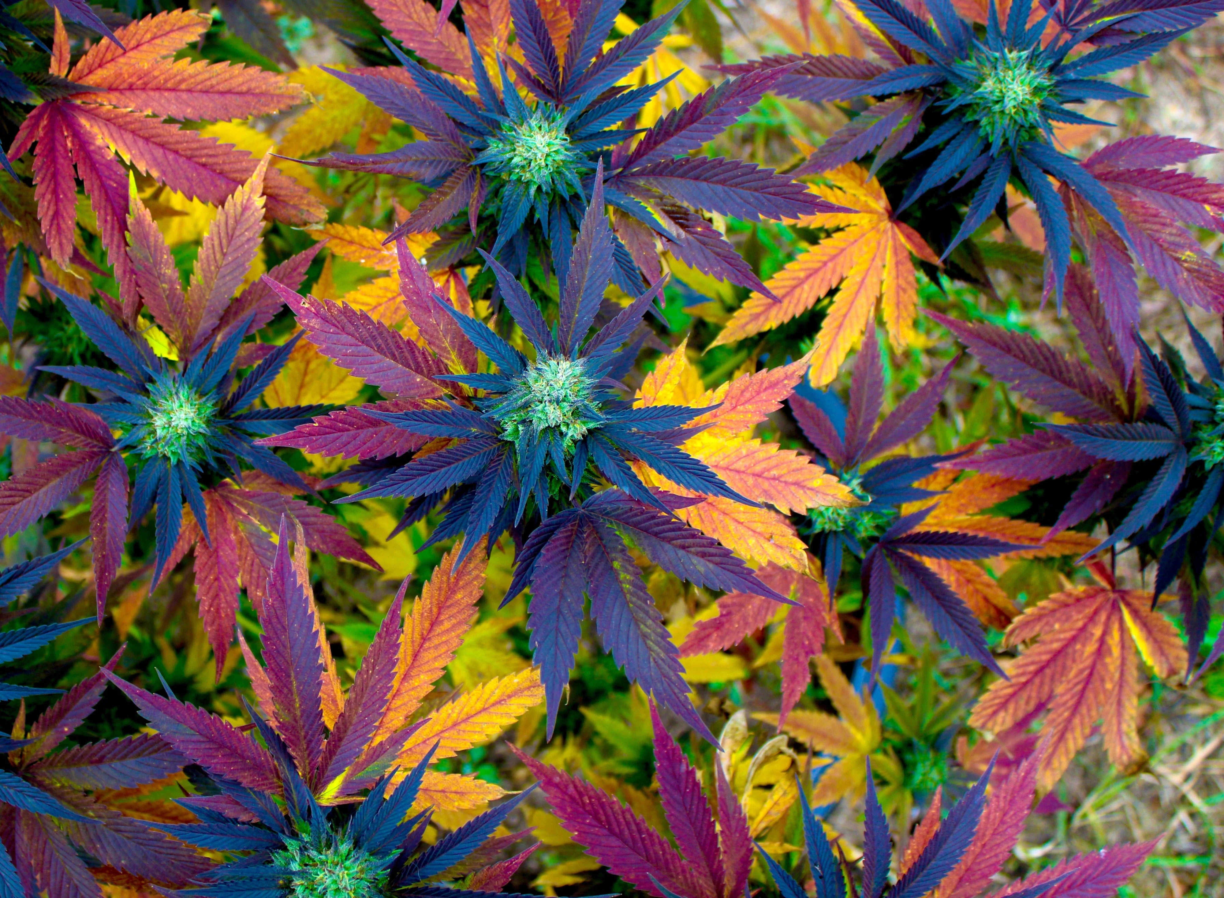 Is Weed Legal in Houston? Your 2026 Guide | Flower House